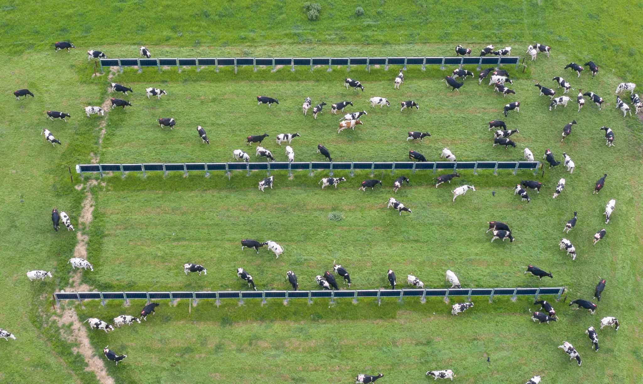 Solar fence: Innovative PV system for agriculture | Next2Sun